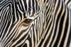 Tableau sur toile zoom zèbres 45x65 Animaux | Maisons du Monde