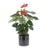 Pianta da Interni Anthurium Andreanum Rosso H 50/60 cm Vaso Ø 17 cm ...