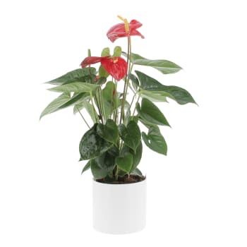 Piante da Interni Pendenti Vere Aeschynanthus Marmoratus Vaso Ø 17 cm ...