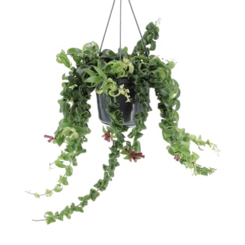 Scindapsus artificiale sospeso variegato alt.80 Scindapsus hanging ...