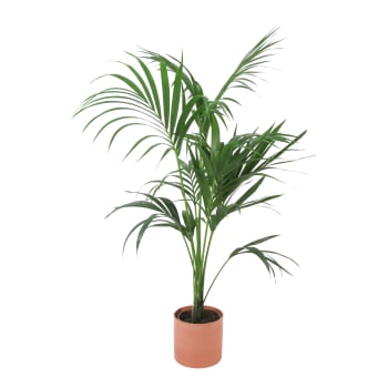 Pianta Vera da Interni Polyscias Fabian H 70/80 cm Vaso Ø 17 cm ...