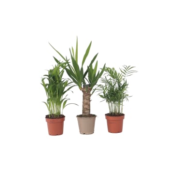Plante d'interieur (x4), Dypsis, Cham., Coffea, Musa, 25cm | Maisons du ...