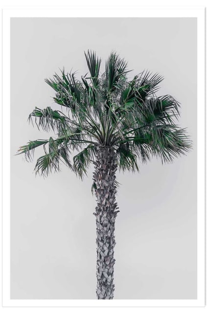 Póster de palma de coco sin marco 30x45cm | Maisons du Monde