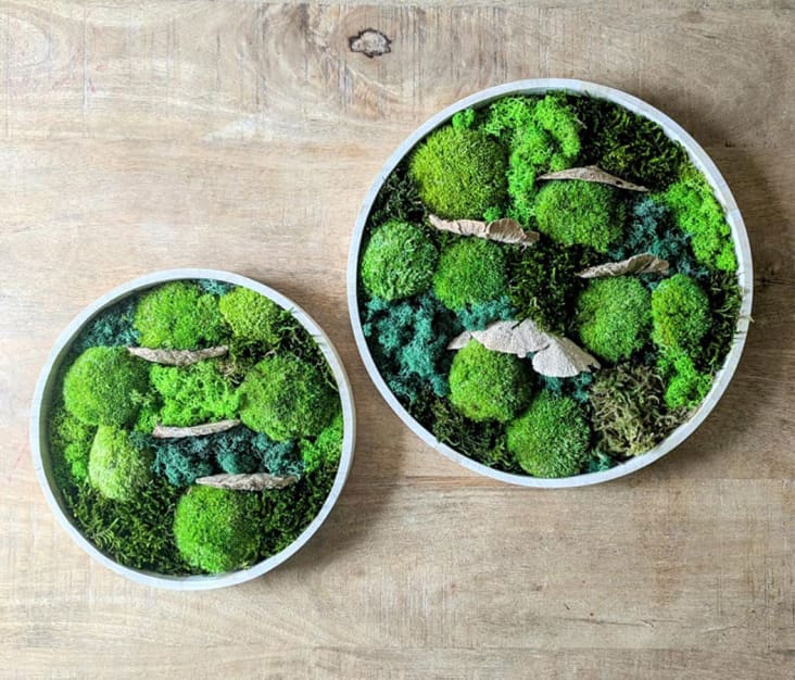 Tableau végétal naturel rond mousse stabilisée - Lot de 2- Sous-bois ...