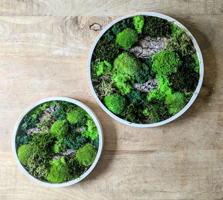 Tableau végétal naturel rond en mousse stabilisée - Lot de 2- Forest ...