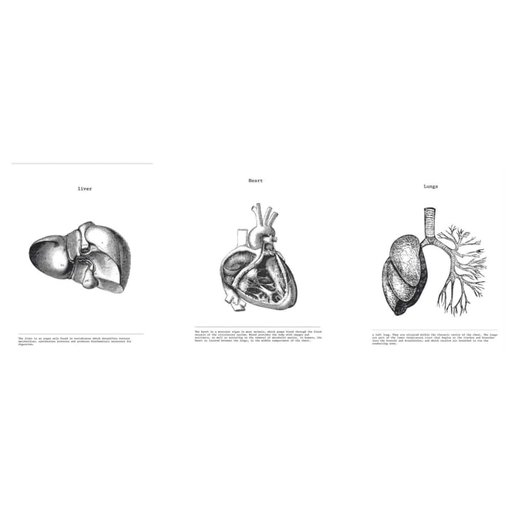 Set De 3 Laminas Impresión En Papel Sin Marcos A3 Corazón Cerebro