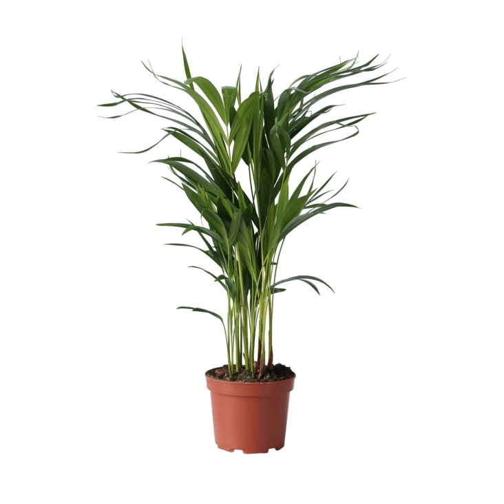 Palma areca, dypsis lutescens, 60cm | Maisons du Monde