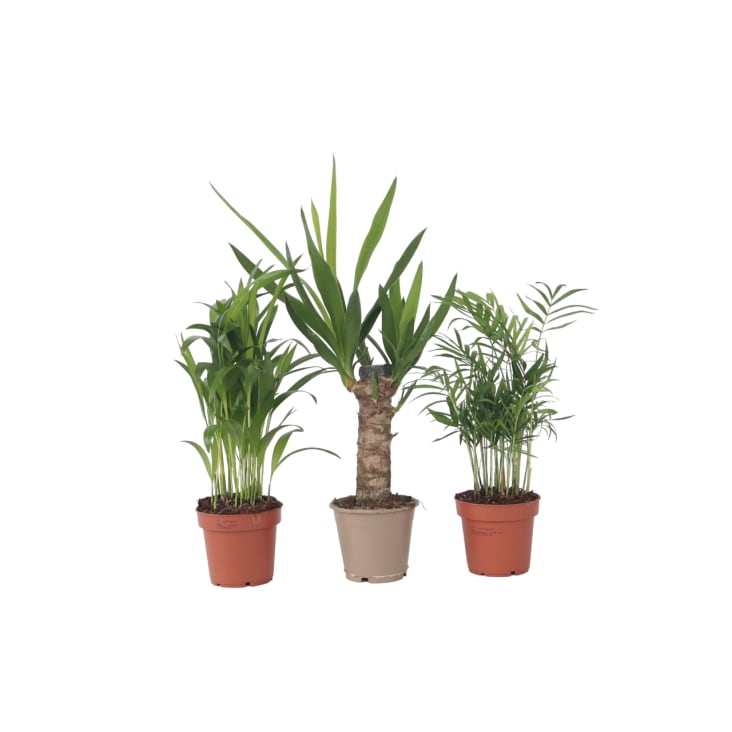 Lote de 3 mezcla de mini palmeras, mini indoor palm mix, 25cm | Maisons ...