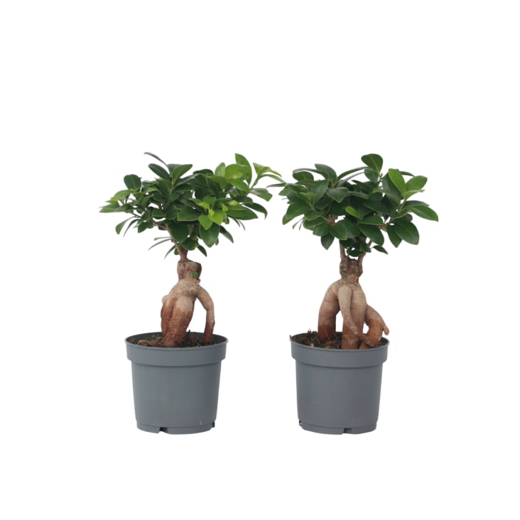 Lote de 2 laurel de indias, ficus microcarpa, 30cm | Maisons du Monde