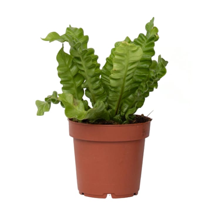 Helecho nido de ave, asplenium nidus 'crispy wave', 25cm | Maisons du Monde