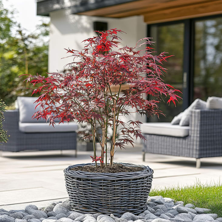 Japanischer Ahorn, Acer palmatum 'Starfish', 60cm | Maisons du Monde