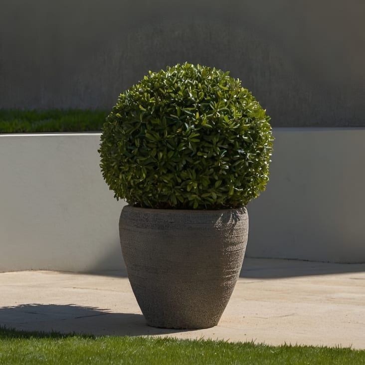Japanische Stechpalme, Ilex crenata 'Jenny', 30cm | Maisons du Monde