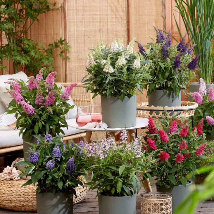 Lote de 2 budleia, buddleja davidii 'candy', 30cm | Maisons du Monde