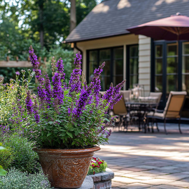 Lote de 2 budleia, buddleja davidii 'candy', 30cm | Maisons du Monde