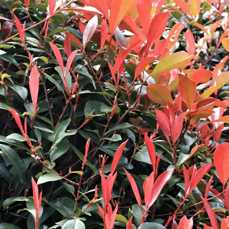 Lote de 6 fotinia, photinia fraseri 'red robin', 30cm | Maisons du Monde