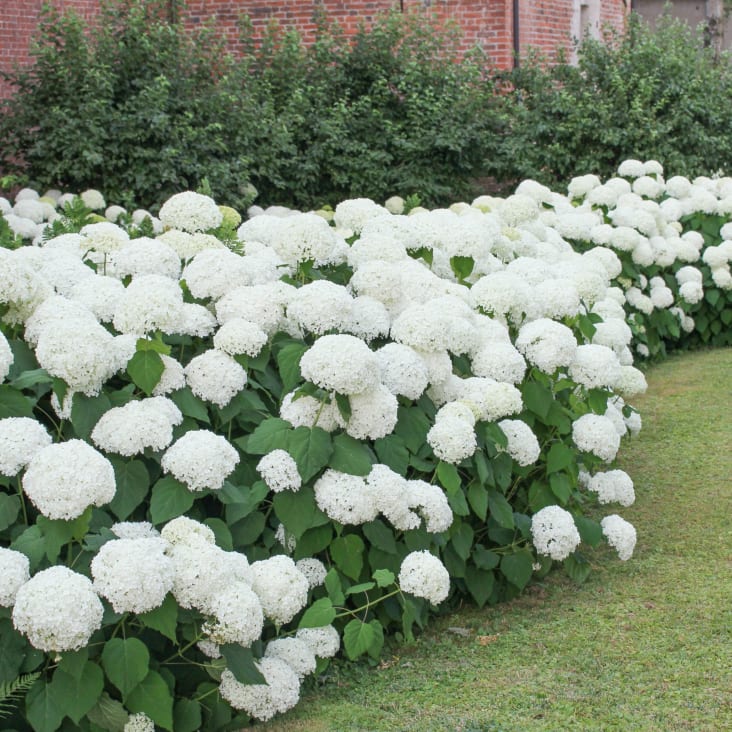 Lote de 6 hortensia, hydrangea macrophylla 'wudu', 25cm | Maisons du Monde
