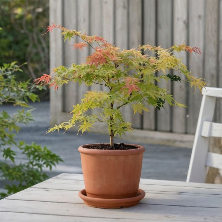 Arce japonés, acer palmatum 'moonrise', 40cm | Maisons du Monde