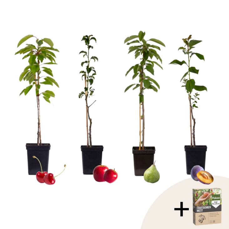 4er Set Obstbäume, Malus, Pryus, Prunus, 60cm | Maisons du Monde
