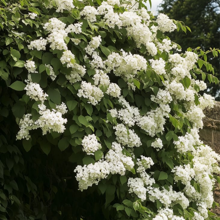 Hortensia grimpant (x3), Hydrangea petiolaris, 25cm | Maisons du Monde